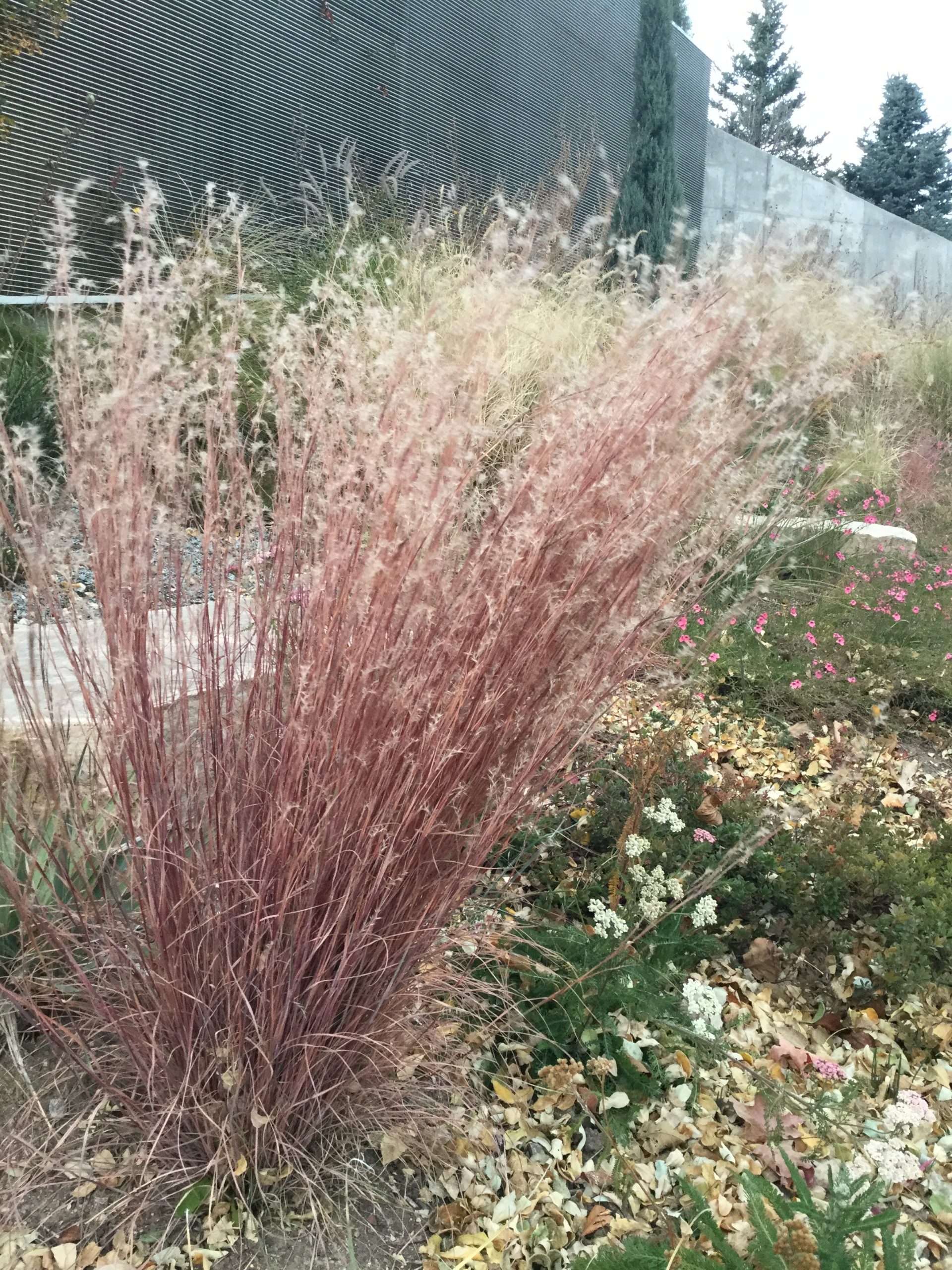 Native Plant Data Sheets - Wild Ones Front Range Chapter