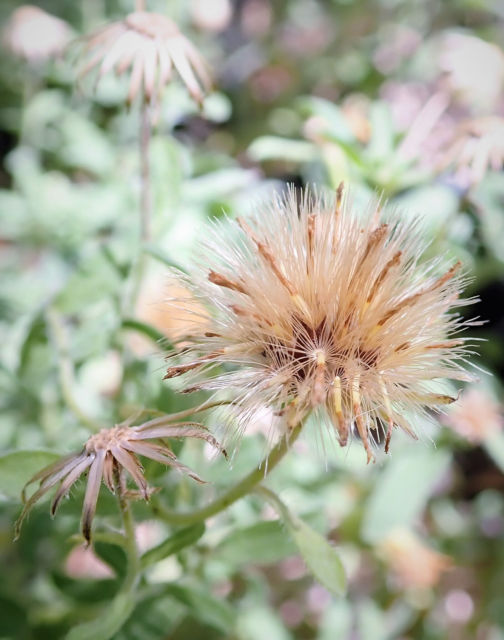 Native Seed Collection and Cleaning - Wild Ones Front Range Chapter