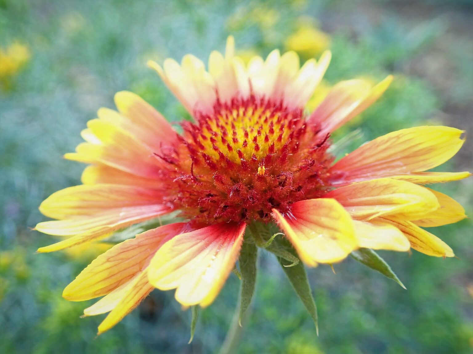 Native Plant Data Sheets (en Español) - Wild Ones Front Range Chapter