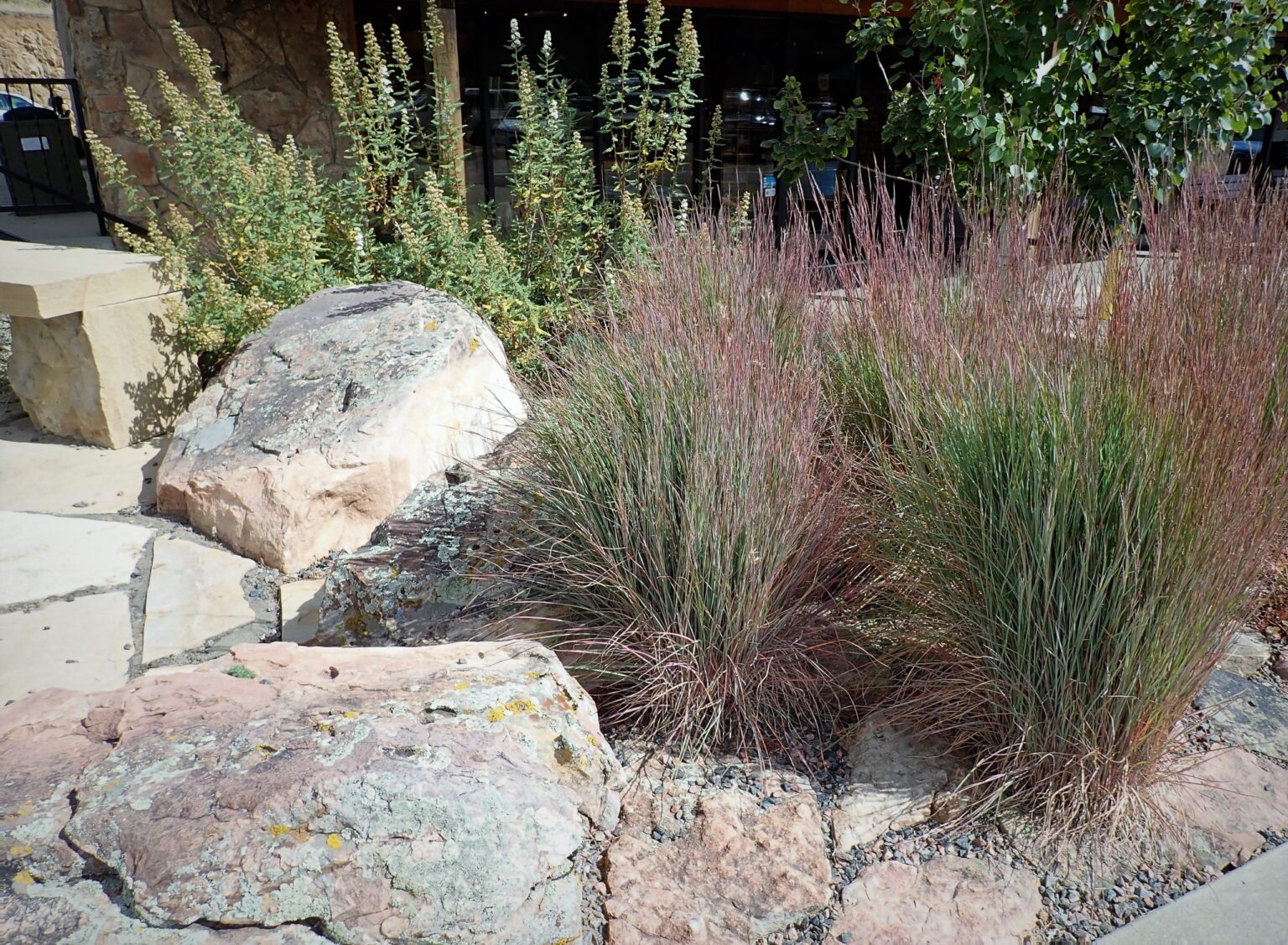 Colorado Native Landscaping Coalition - Wild Ones Front Range Chapter