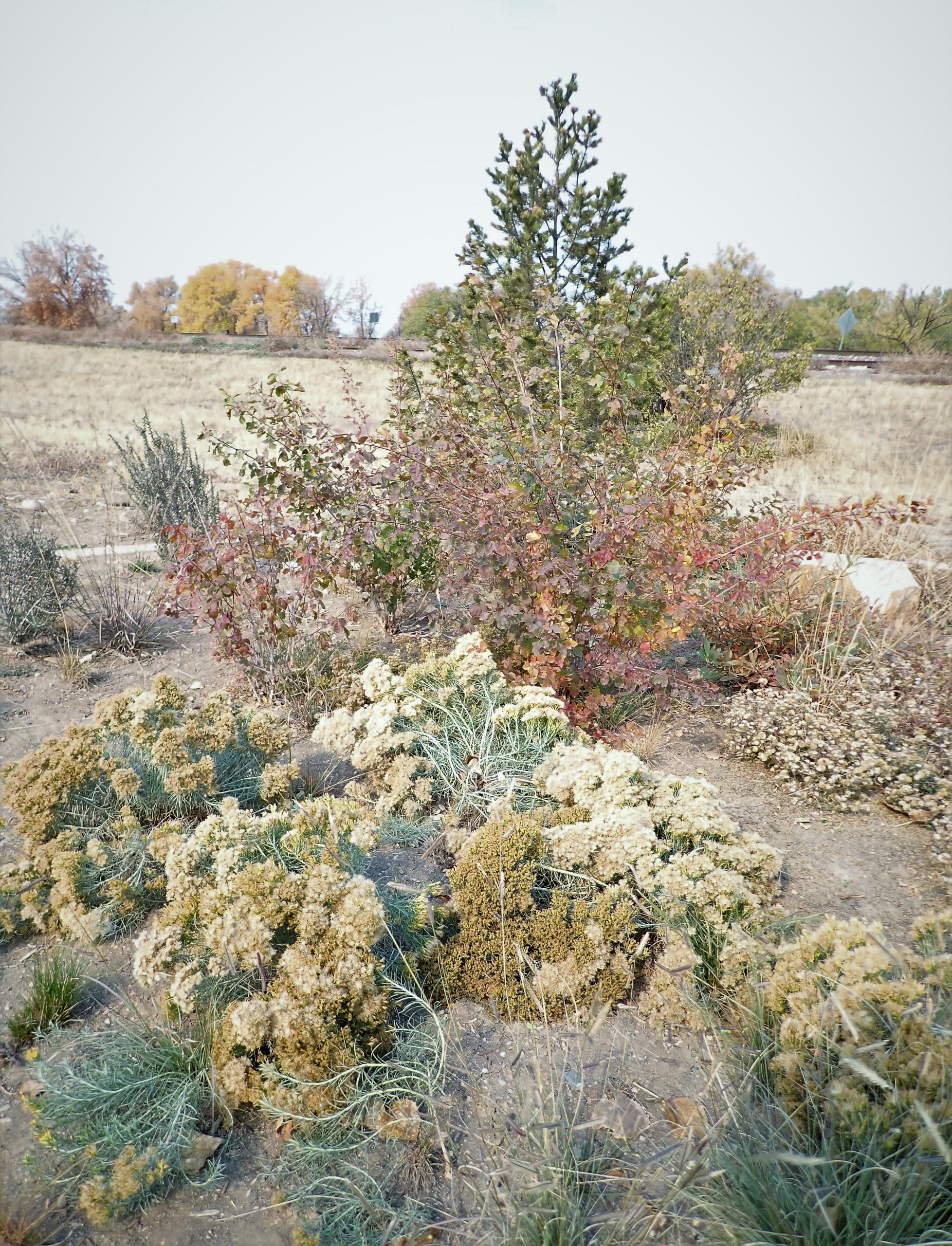 Colorado Native Landscaping Coalition - Wild Ones Front Range Chapter