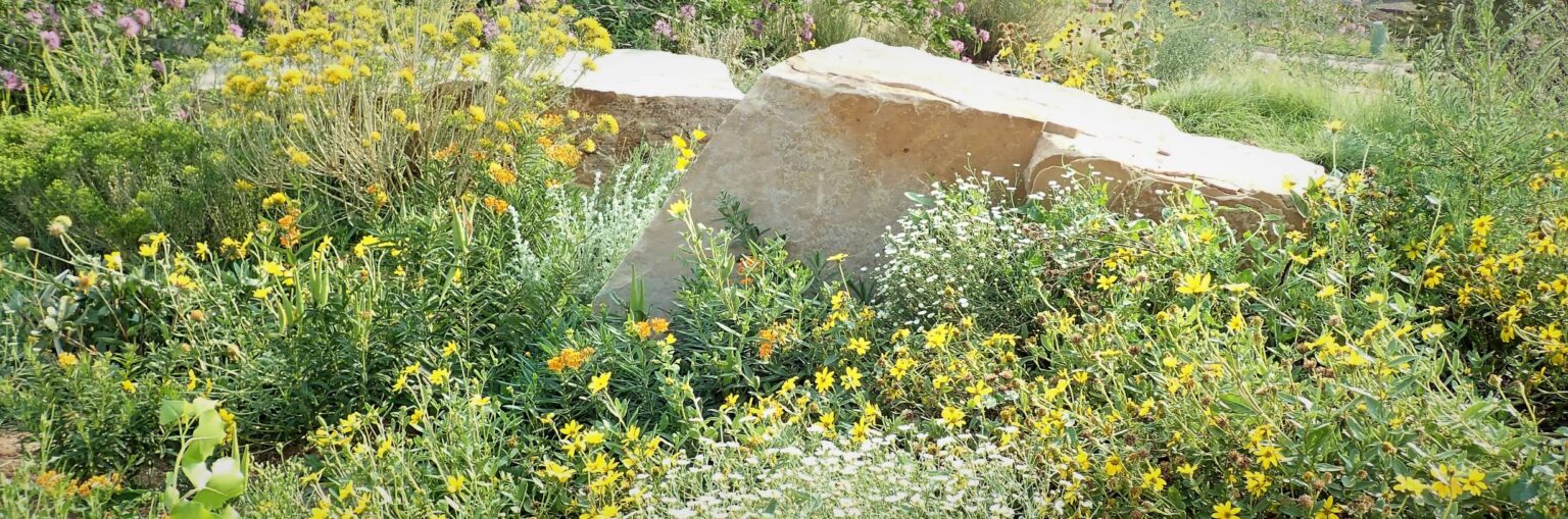 How to Approach Designing Your Colorado Native Plant Landscape - Wild ...