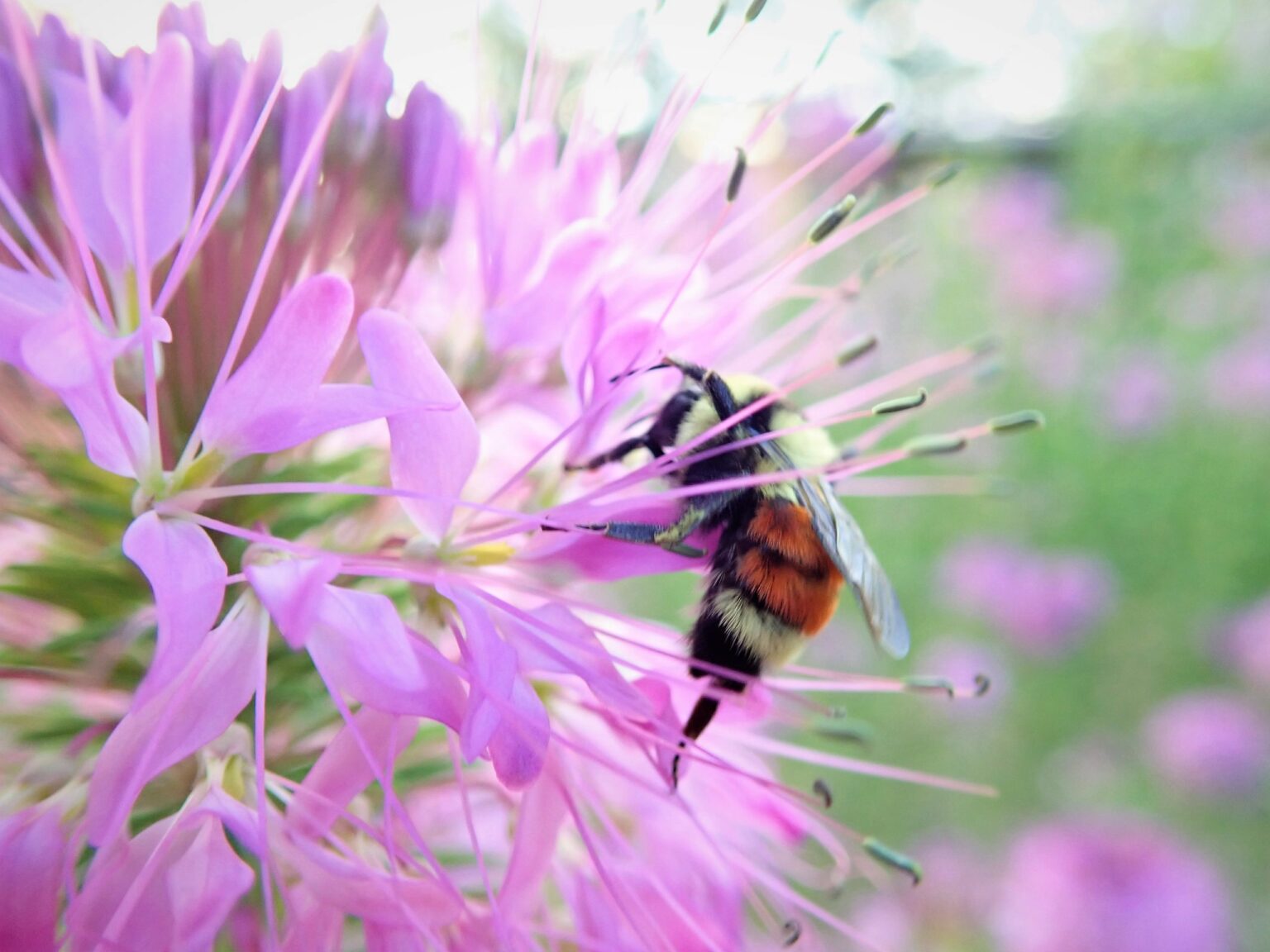 Native Plant Data Sheets Wild Ones Front Range Chapter