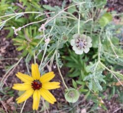 Native Plants - Wild Ones Front Range Chapter