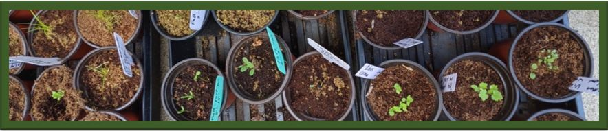 Denver Native Plant Swap 2024 - Wild Ones Front Range Chapter