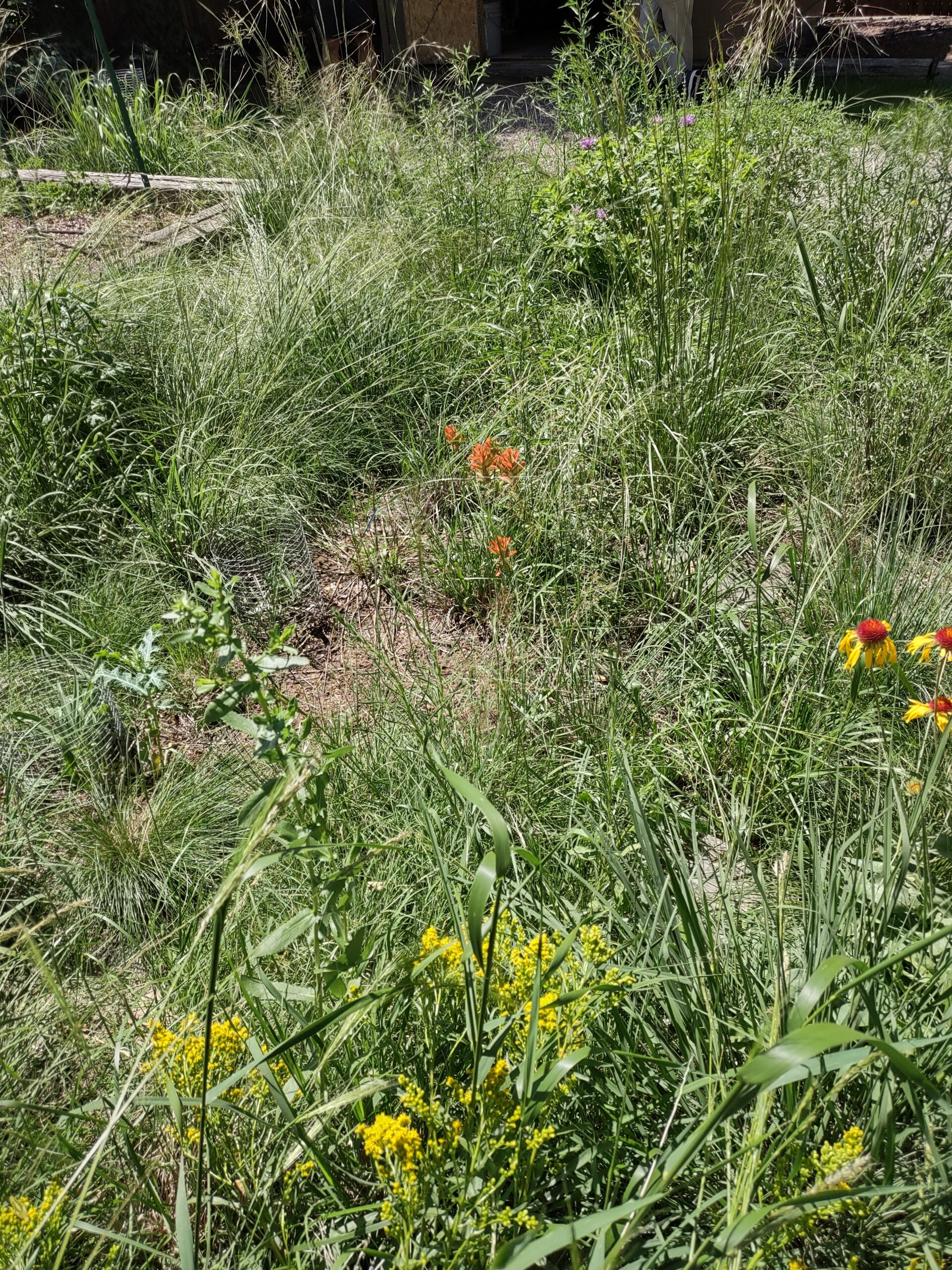 Colorado Native Plant Landscaping | Visit to Jan Midgley's Lakewood Garden - Wild Ones Front ...