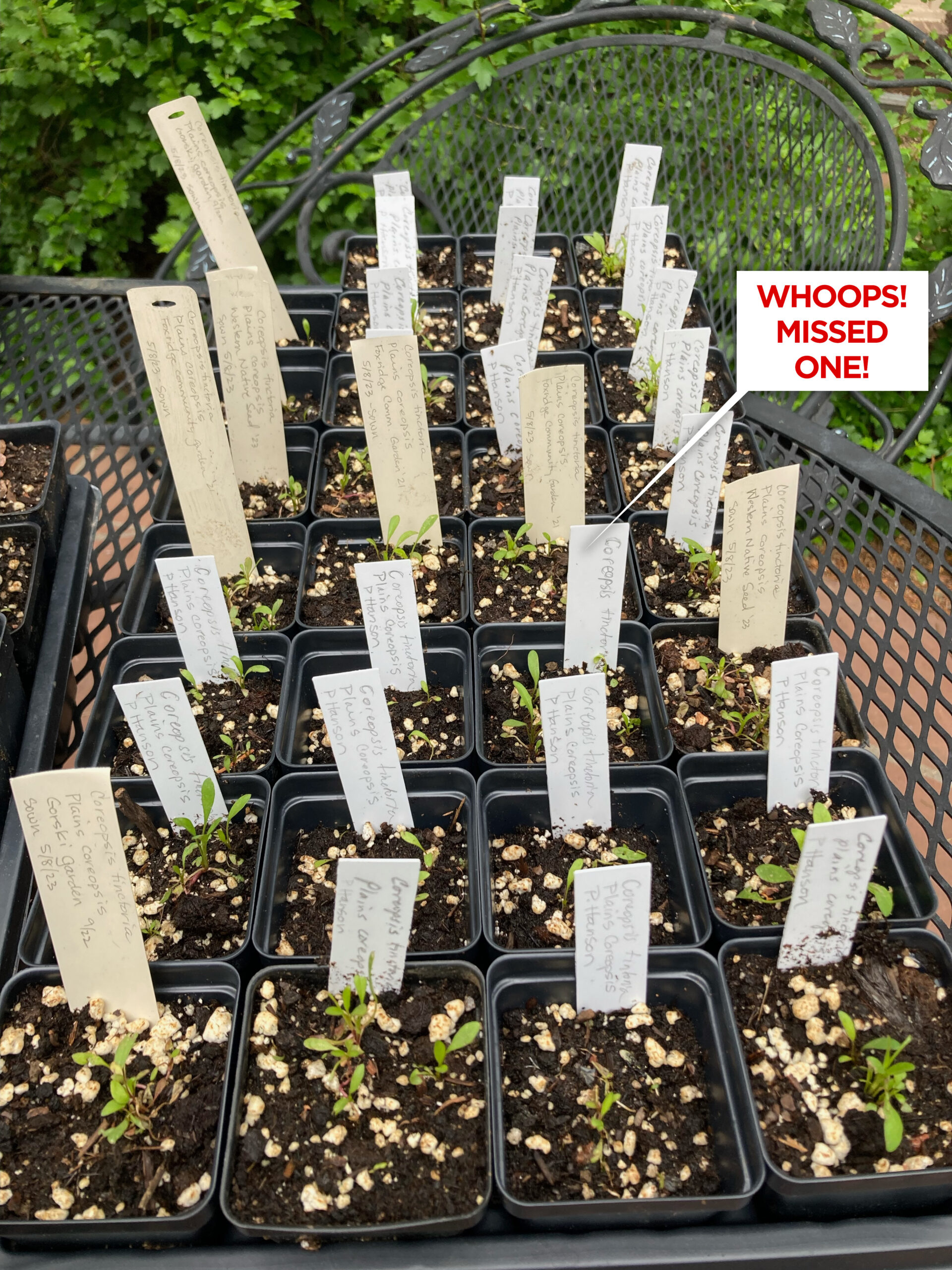 Denver Native Plant Swap 2024 - Wild Ones Front Range Chapter