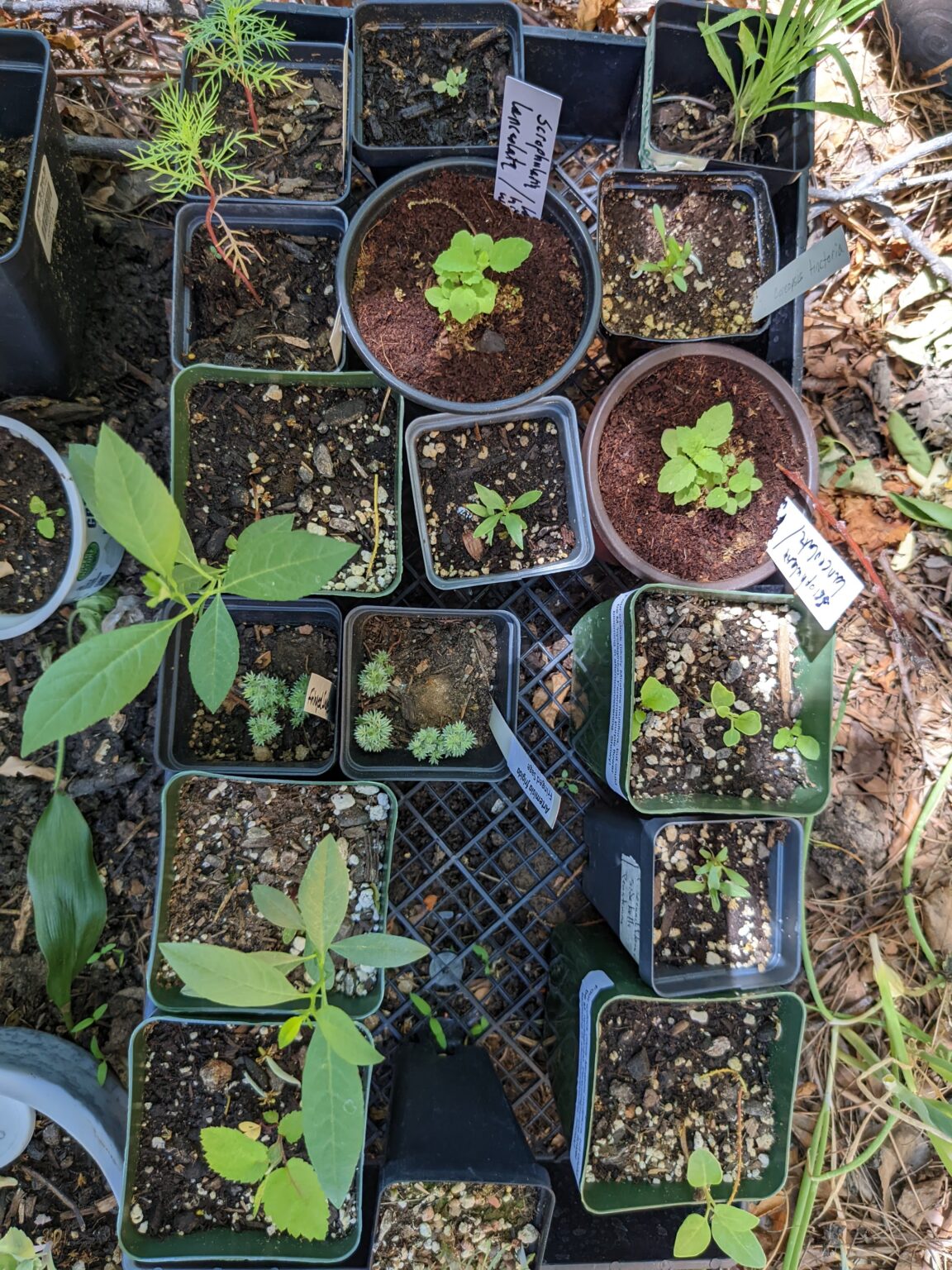 Native Plant Swaps and Giveaways - Wild Ones Front Range Chapter