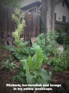 Edible Native Plants for Colorado Front Range Landscapes - Wild Ones ...