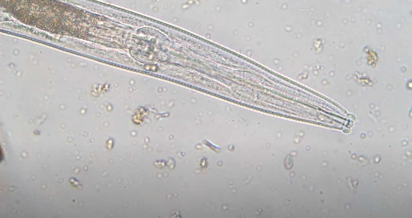 Fostering Soil Biology in our Native Plant Gardens - Wild Ones Front ...