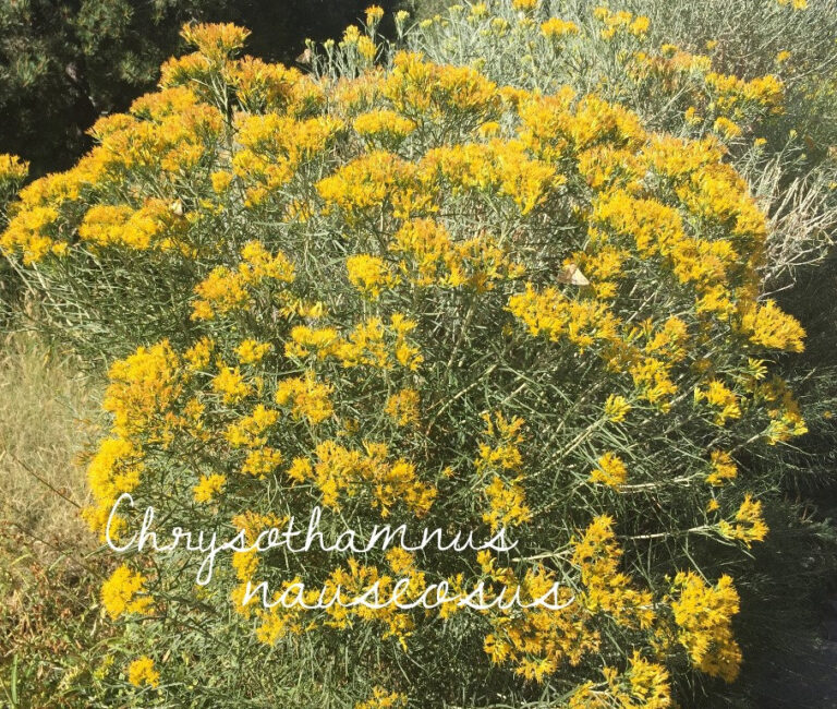 Our Favorite Colorado Native Plants - Wild Ones Front Range Chapter