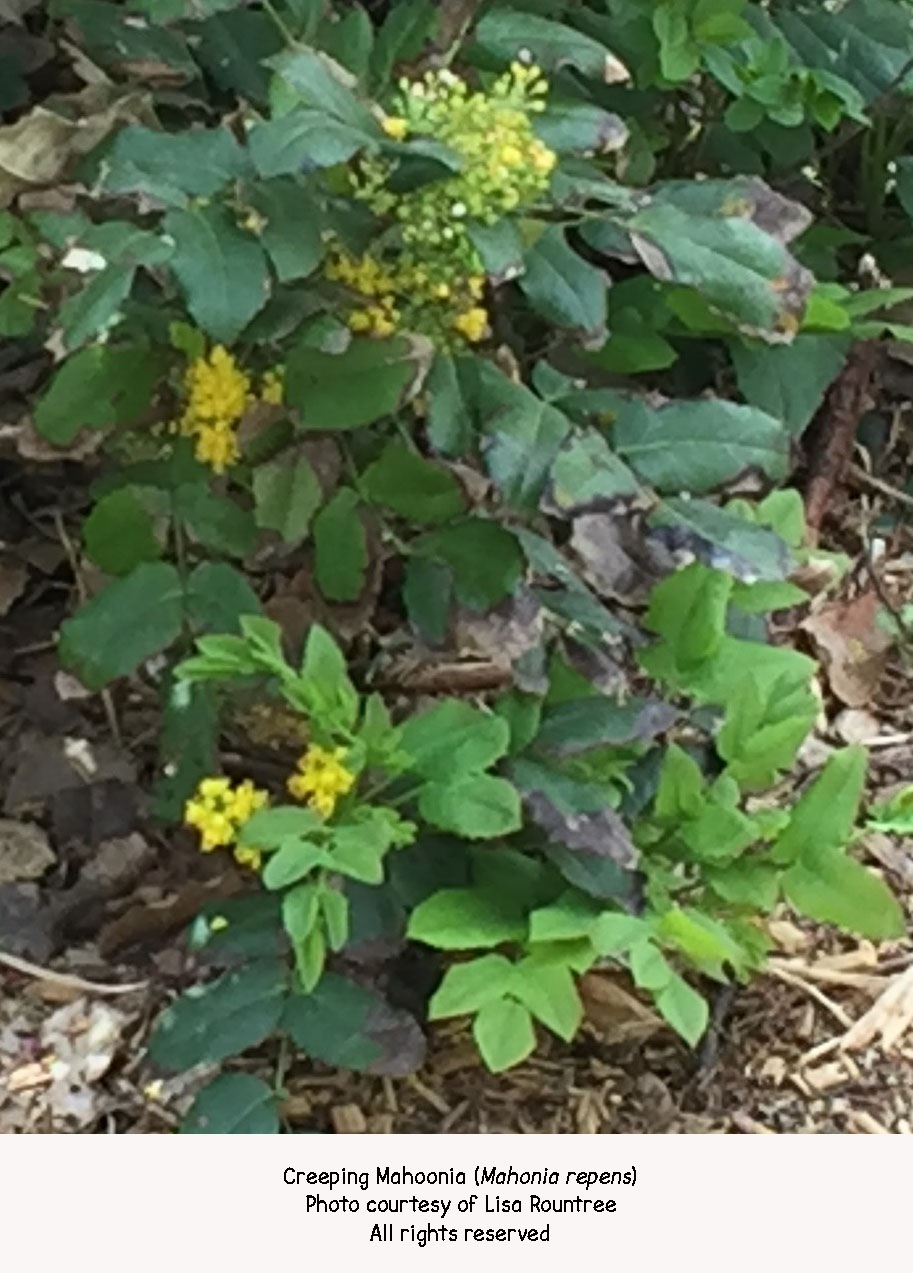 Landscaping your Hellstrip - Wild Ones Front Range Chapter