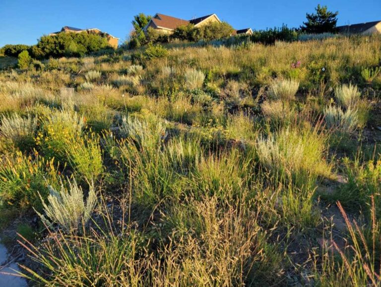 Native Plants Toolkit - Wild Ones Front Range Chapter