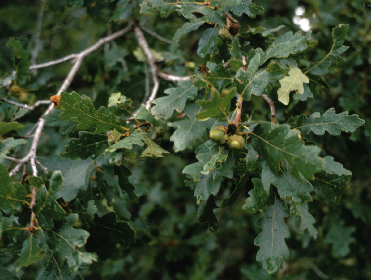 Colorado Native Oaks, Again! - Wild Ones Front Range Chapter