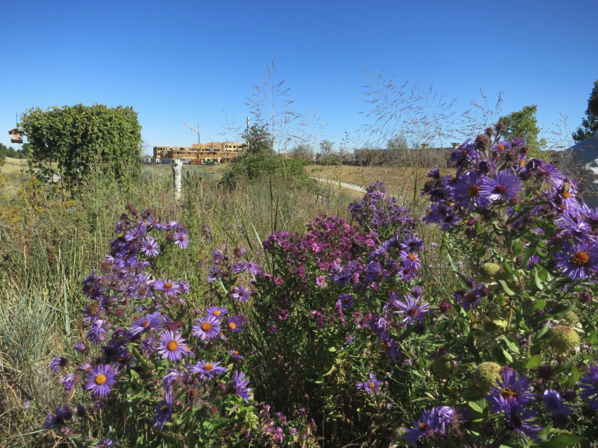 Colorado Native Plant Demonstration Gardens - Wild Ones Front Range Chapter