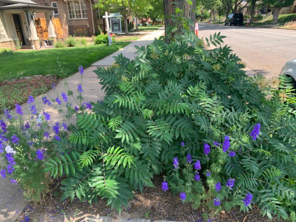 Colorado Native Plants in the Shade - Wild Ones Front Range Chapter