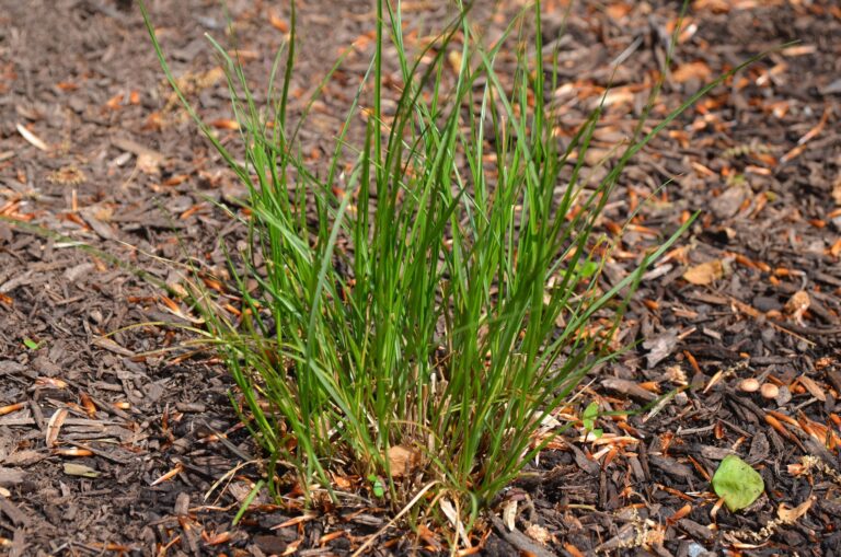 Consider Native Sedges in Your Landscape - Wild Ones Front Range Chapter