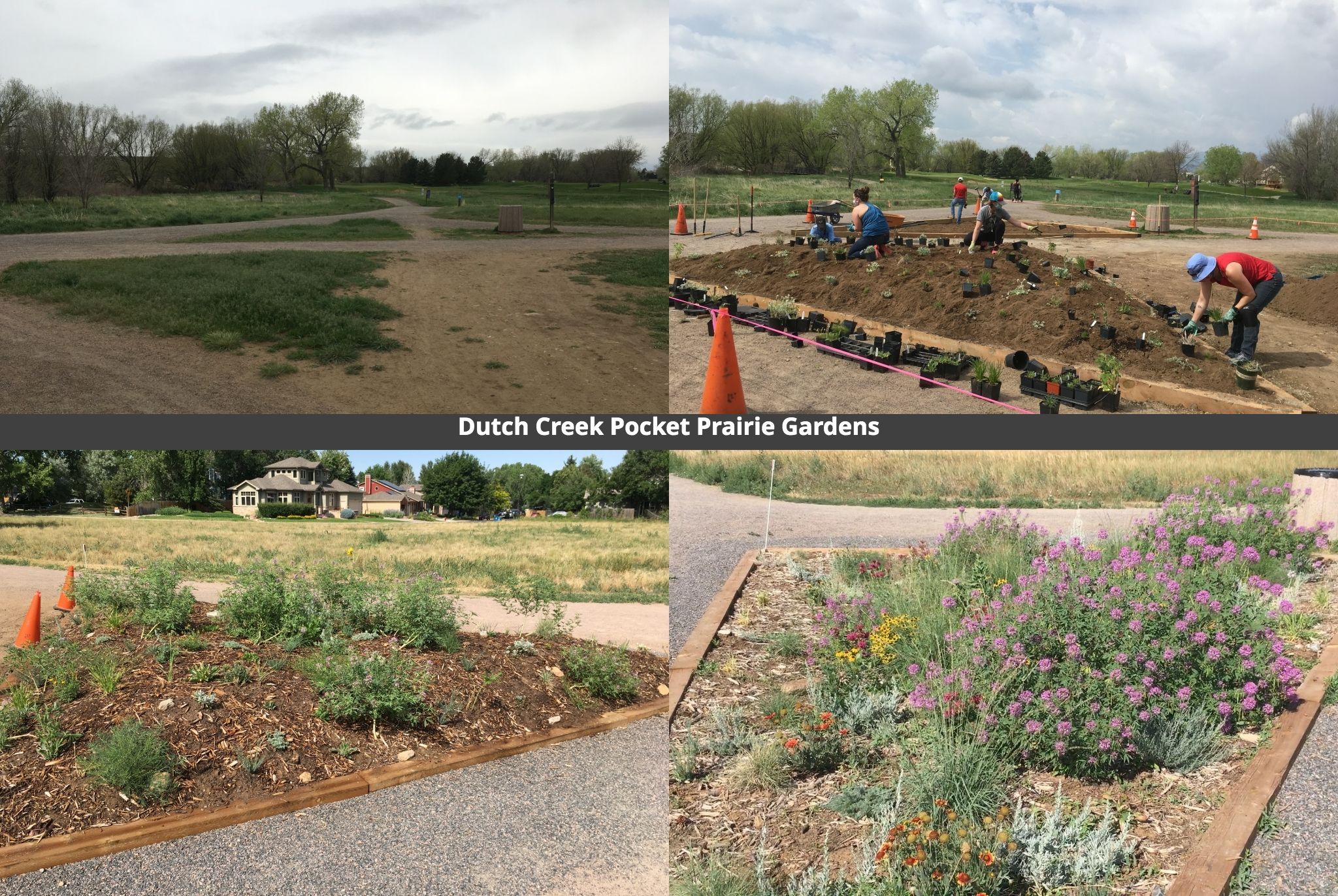 Colorado Native Plants in Pocket Prairies - Wild Ones Front Range Chapter
