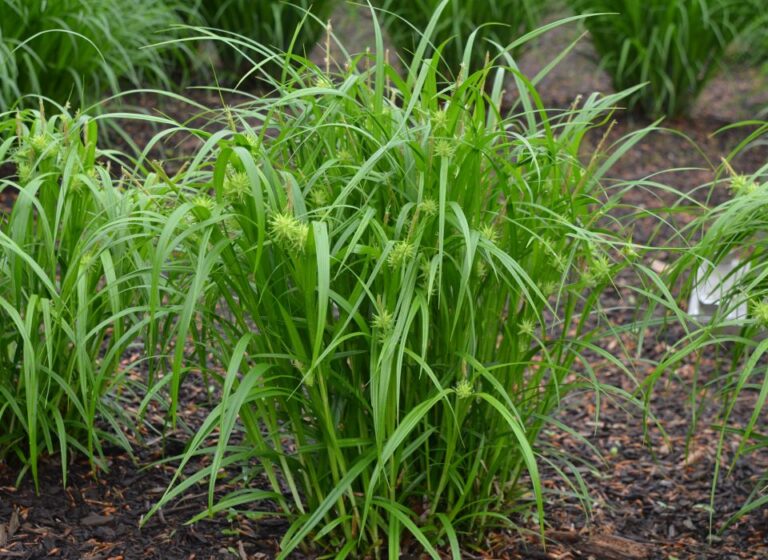 Consider Native Sedges in Your Landscape - Wild Ones Front Range Chapter