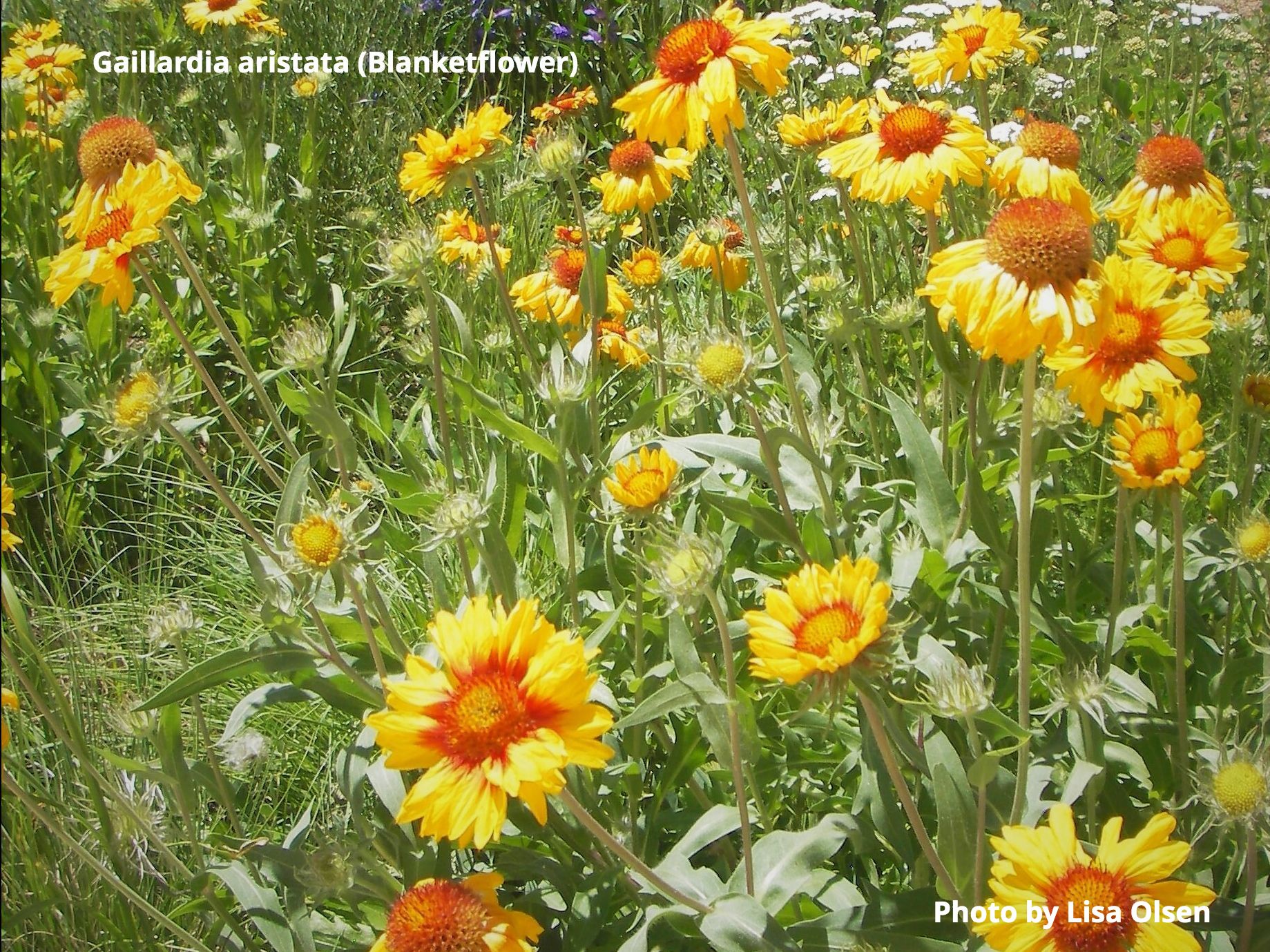 Colorado Native Plants in Pocket Prairies - Wild Ones Front Range Chapter