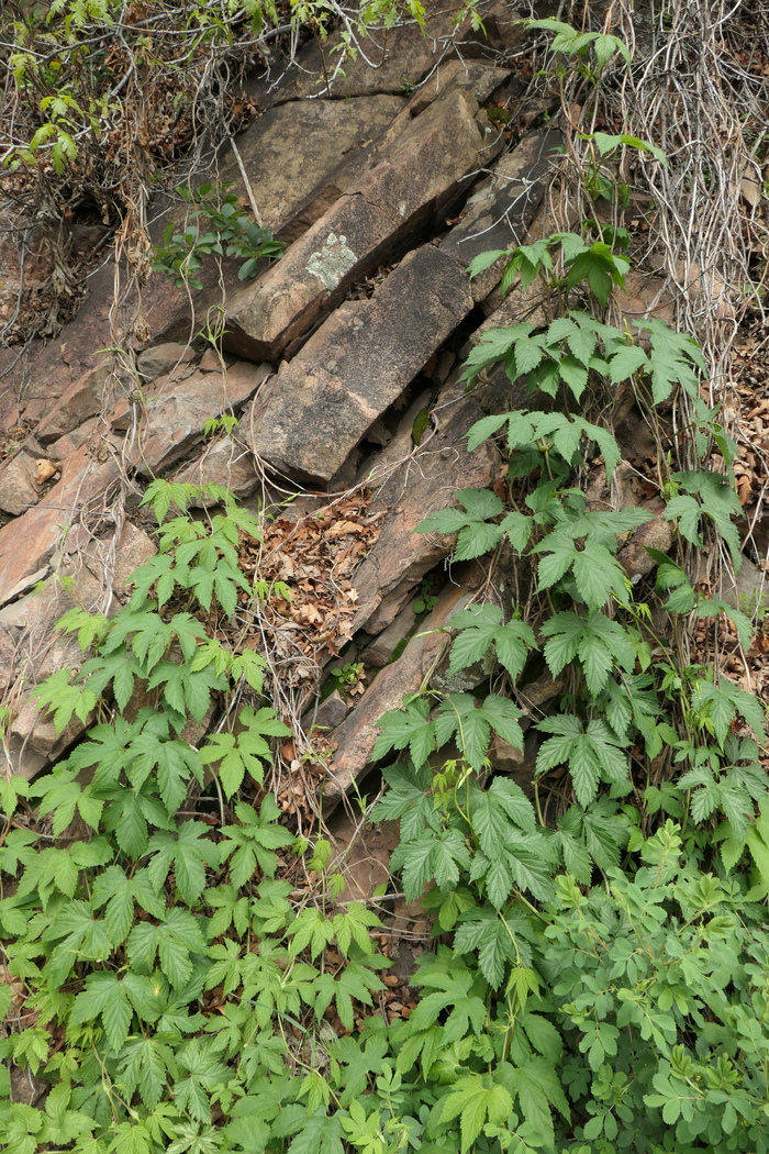 What native vines could help cover a chain link fence? - Wild Ones ...