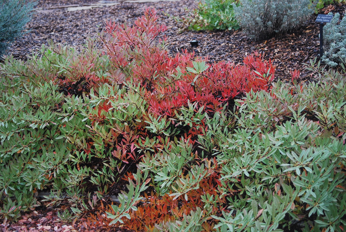 How Native Should My Garden Be? - Wild Ones Front Range Chapter