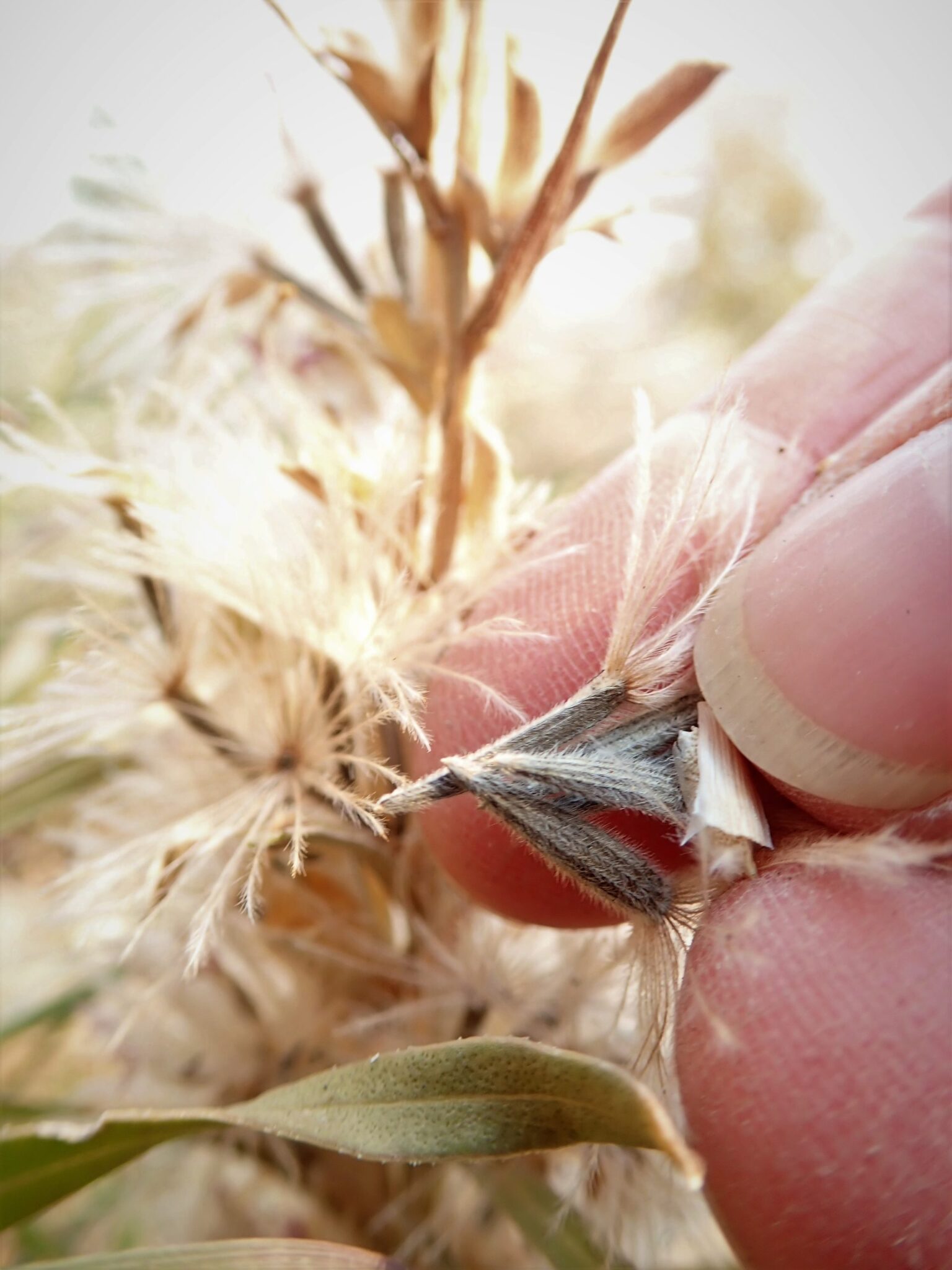 NATIVE PLANT SEED COLLECTION AND GERMINATION - Wild Ones Front Range ...