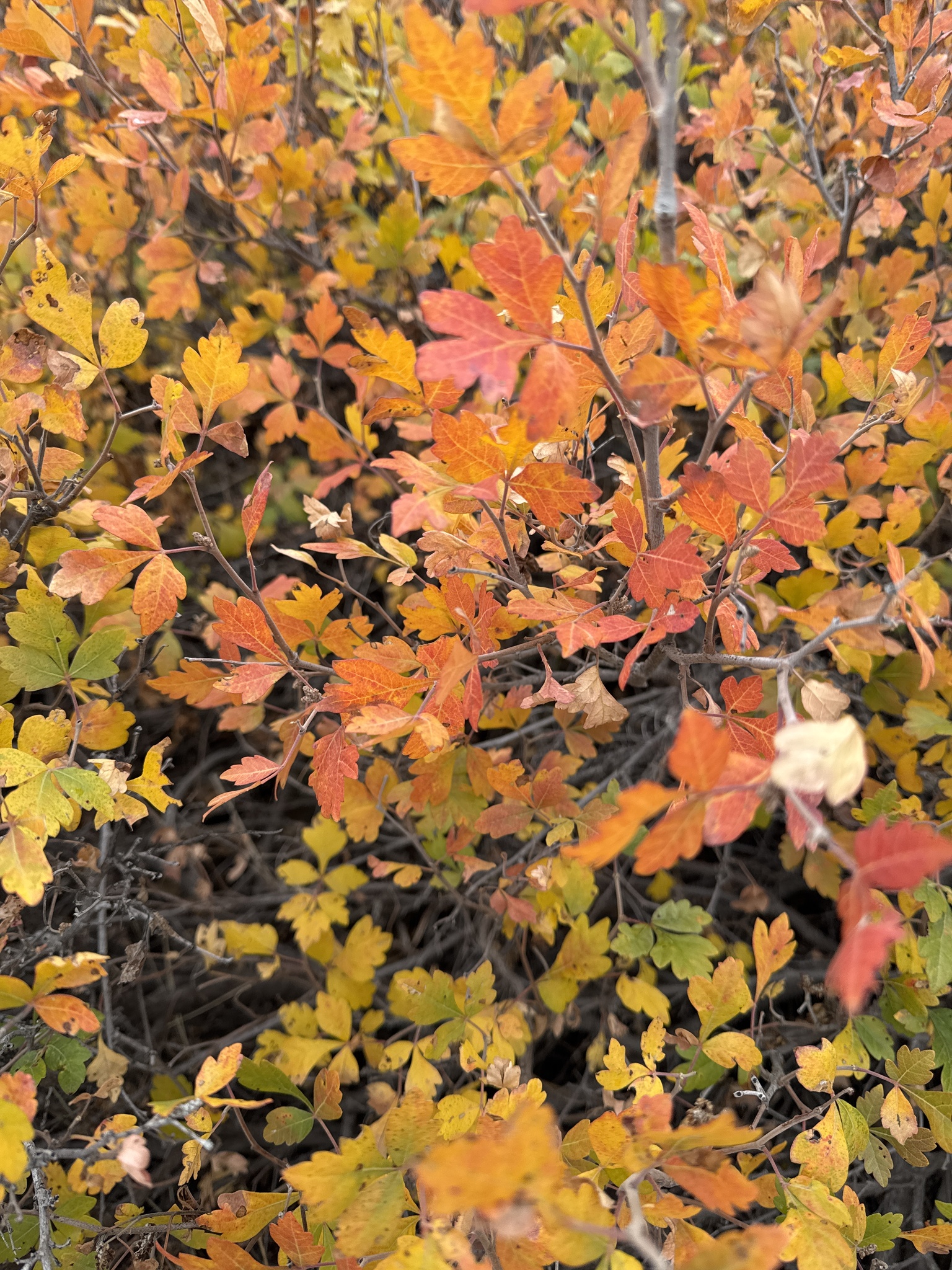 Three-Leaf Sumac, Rhus trilobata - Wild Ones Front Range Chapter