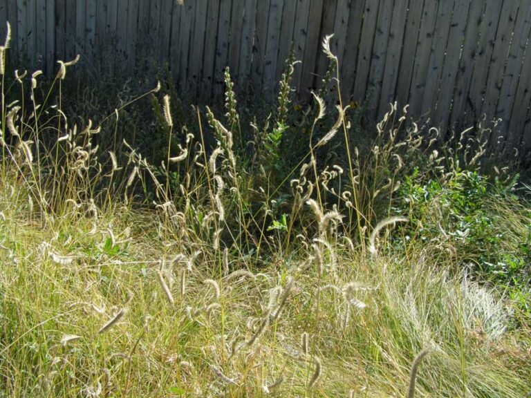 Plant Spotlight: Blue Grama Grass - Wild Ones Front Range Chapter