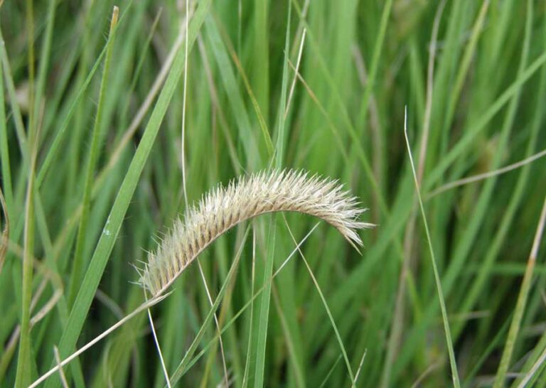 Plant Spotlight: Blue Grama Grass - Wild Ones Front Range Chapter