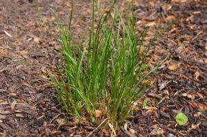 Colorado Native Plants that Tolerate Shade - Wild Ones Front Range Chapter