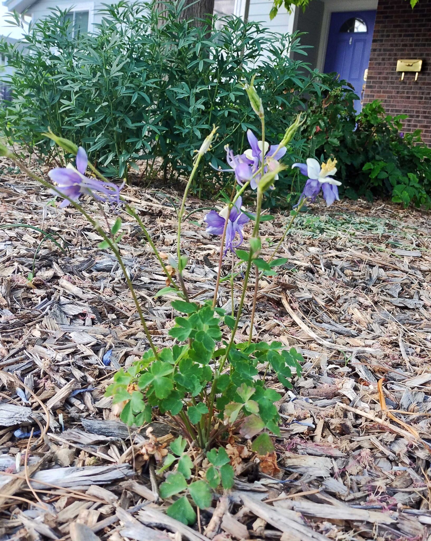 Colorado Native Plants that Tolerate Shade - Wild Ones Front Range Chapter