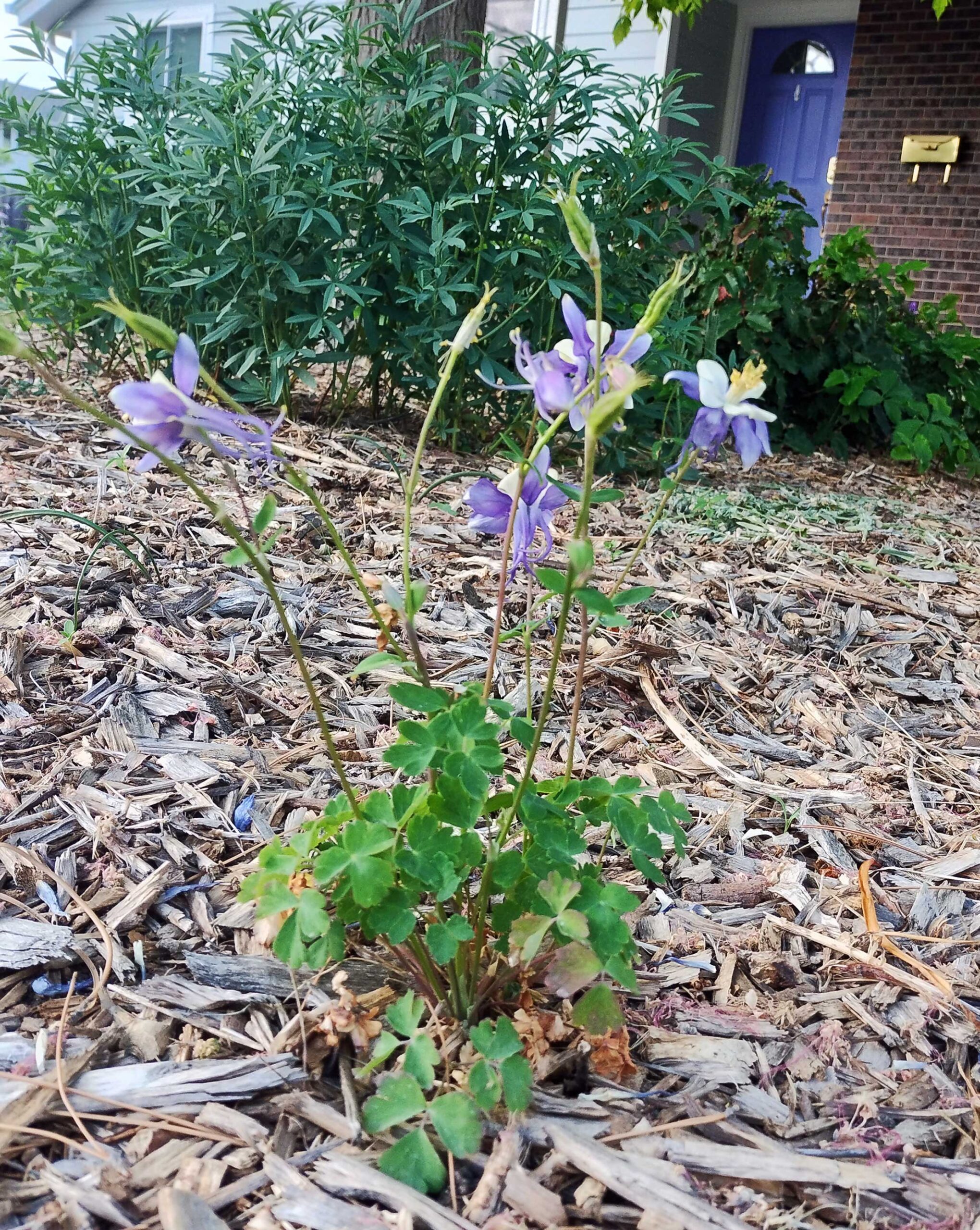 Colorado Native Plants that Tolerate Shade - Wild Ones Front Range Chapter