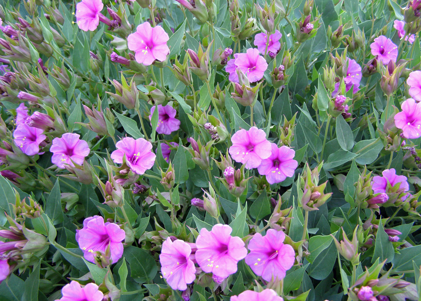 Colorado Native Plants that Tolerate Shade - Wild Ones Front Range Chapter