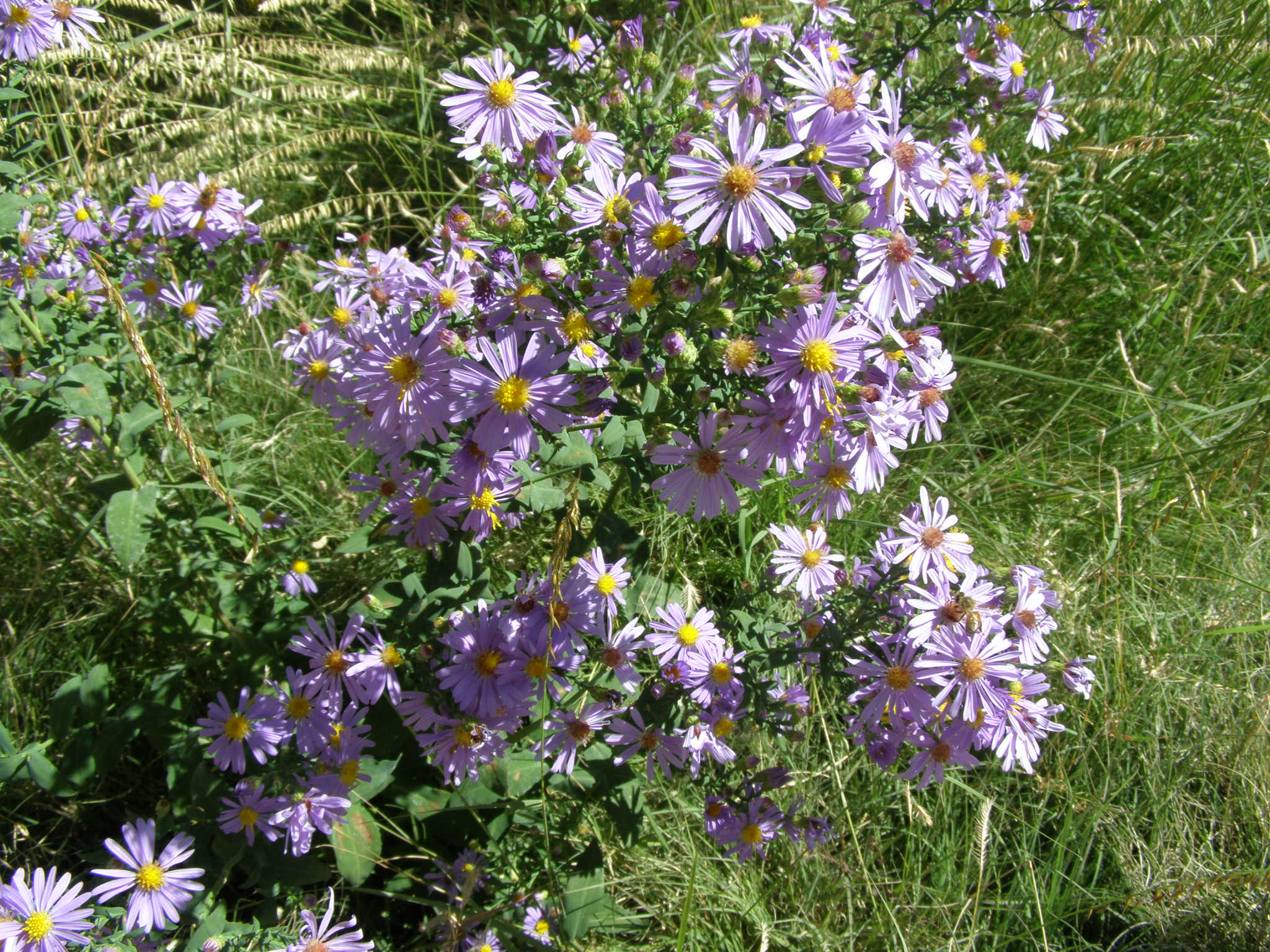 Colorado Native Plants that Tolerate Shade - Wild Ones Front Range Chapter