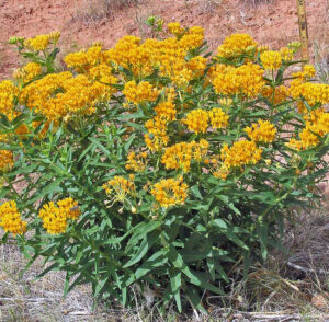 Plant Spotlight: Butterfly Weed - Wild Ones Front Range Chapter