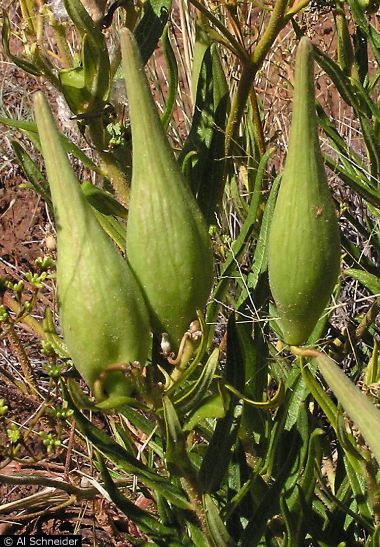 Plant Spotlight: Butterfly Weed - Wild Ones Front Range Chapter