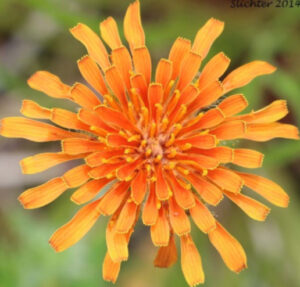 Colorado Native Plant Species Sheets - Wild Ones Front Range Chapter