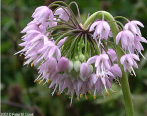 Colorado Native Plant Species Sheets - Wild Ones Front Range Chapter