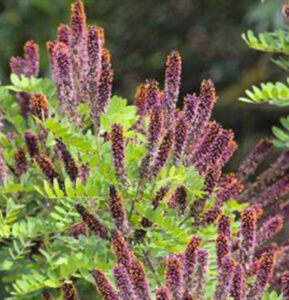 Colorado Native Plant Species Sheets - Wild Ones Front Range Chapter
