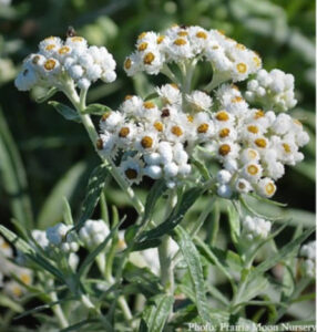 Colorado Native Plant Species Sheets - Wild Ones Front Range Chapter