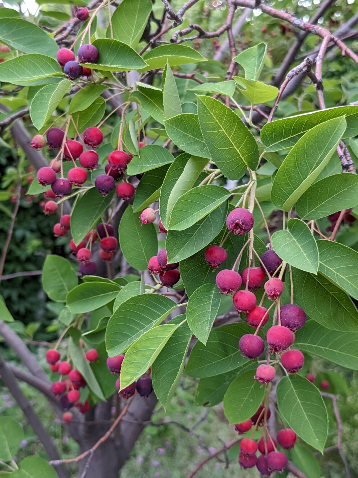 Native Plants Toolkit - Wild Ones Front Range Chapter