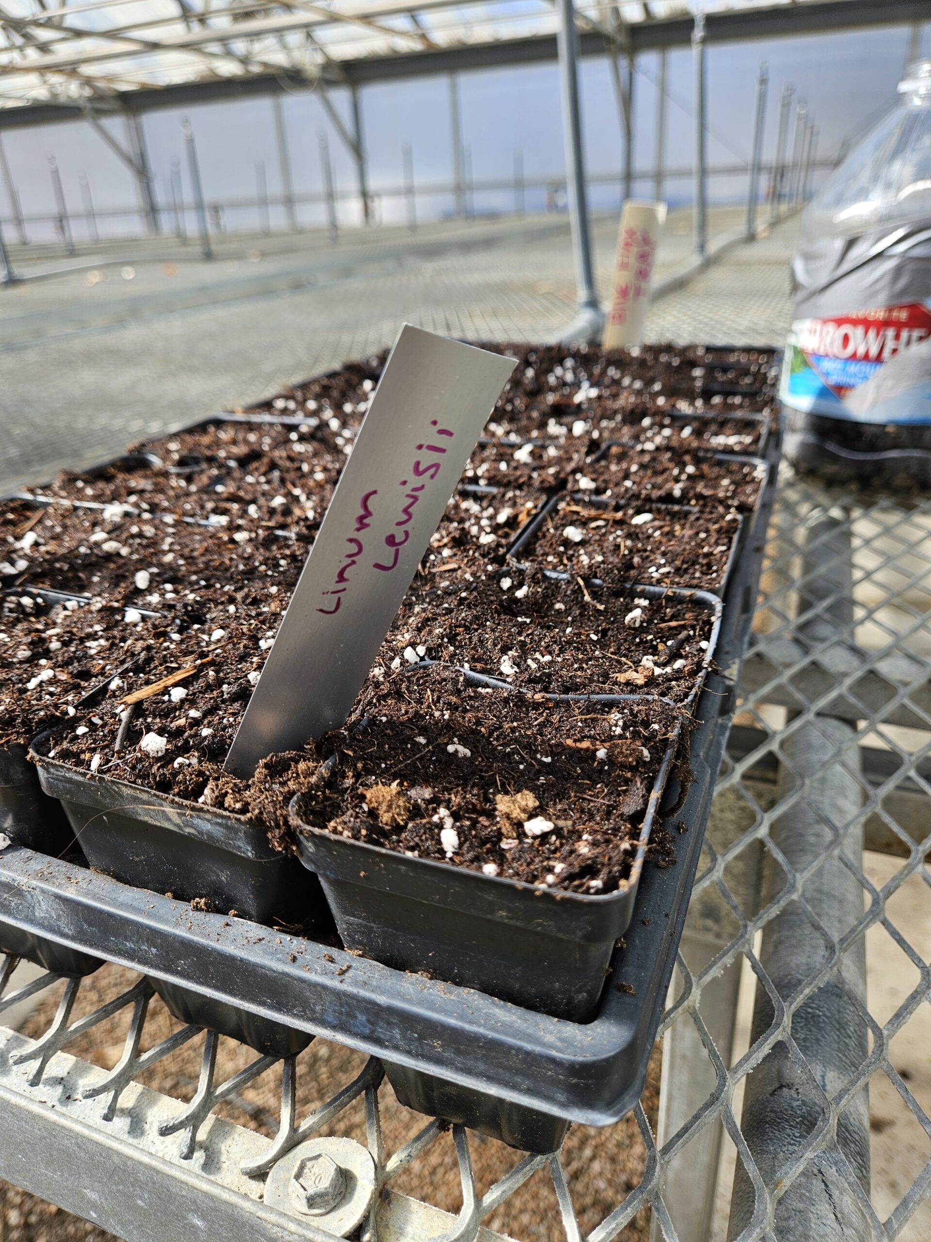 NATIVE PLANT SEED COLLECTION AND GERMINATION - Wild Ones Front Range ...