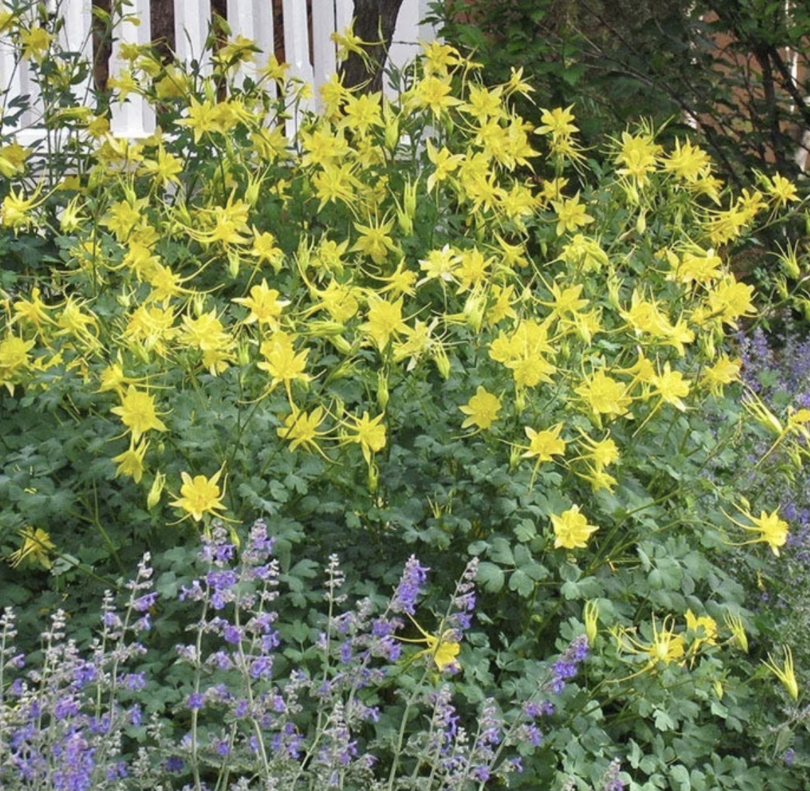 Colorado Native Plant Species Sheets - Wild Ones Front Range Chapter