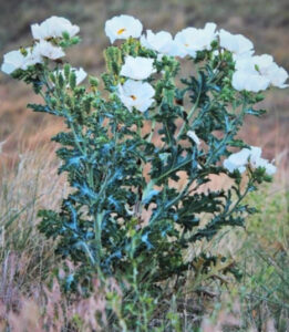 Colorado Native Plant Species Sheets - Wild Ones Front Range Chapter