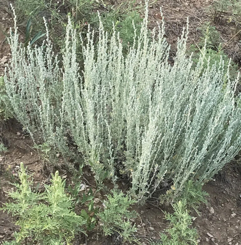 Colorado Native Plant Species Sheets - Wild Ones Front Range Chapter