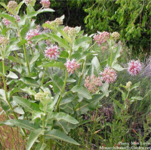 Colorado Native Plant Species Sheets - Wild Ones Front Range Chapter