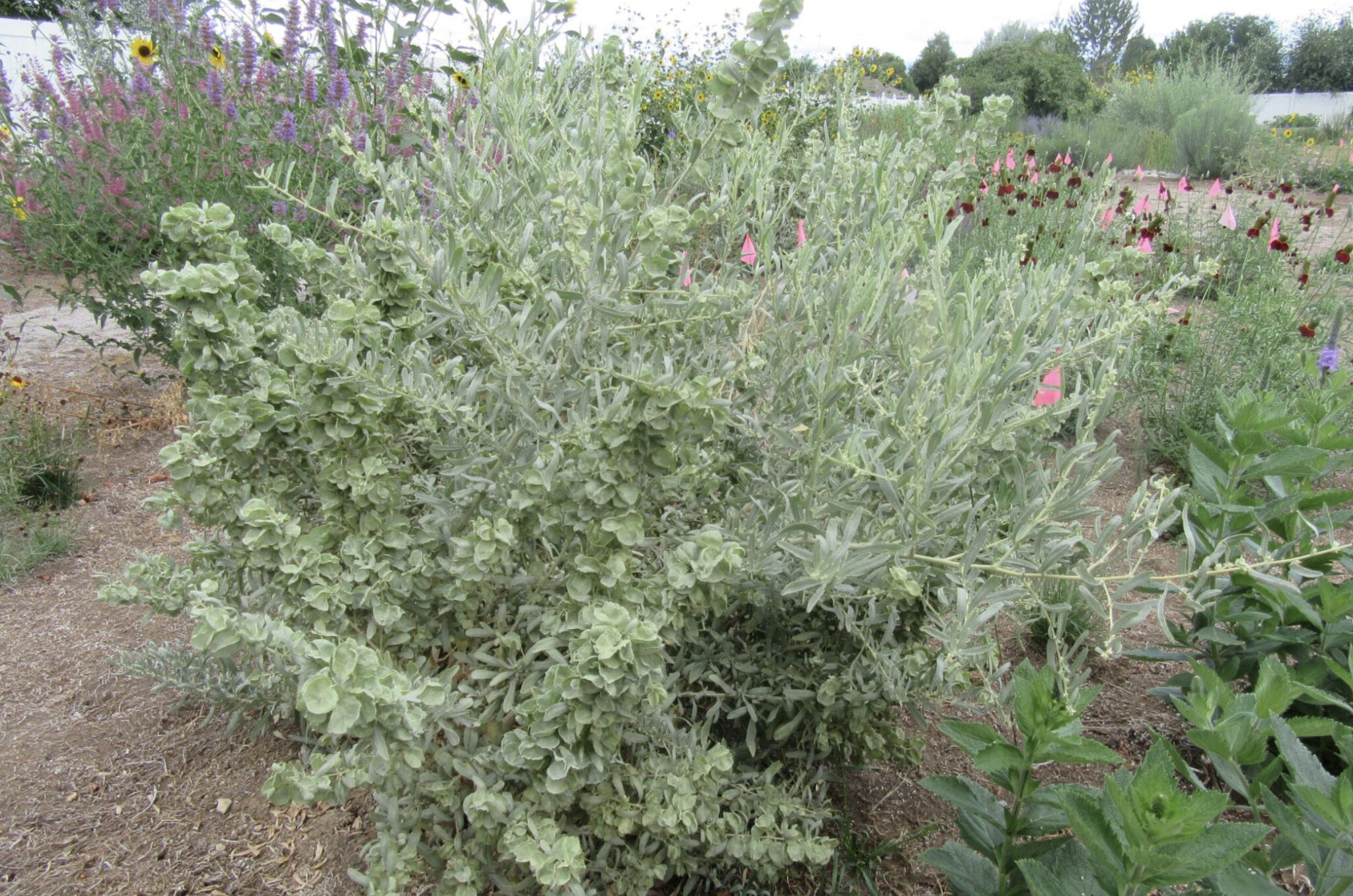 Colorado Native Plant Species Sheets - Wild Ones Front Range Chapter