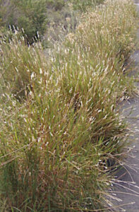 Colorado Native Plant Species Sheets - Wild Ones Front Range Chapter