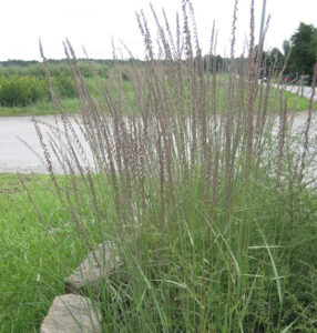 Colorado Native Plant Species Sheets - Wild Ones Front Range Chapter